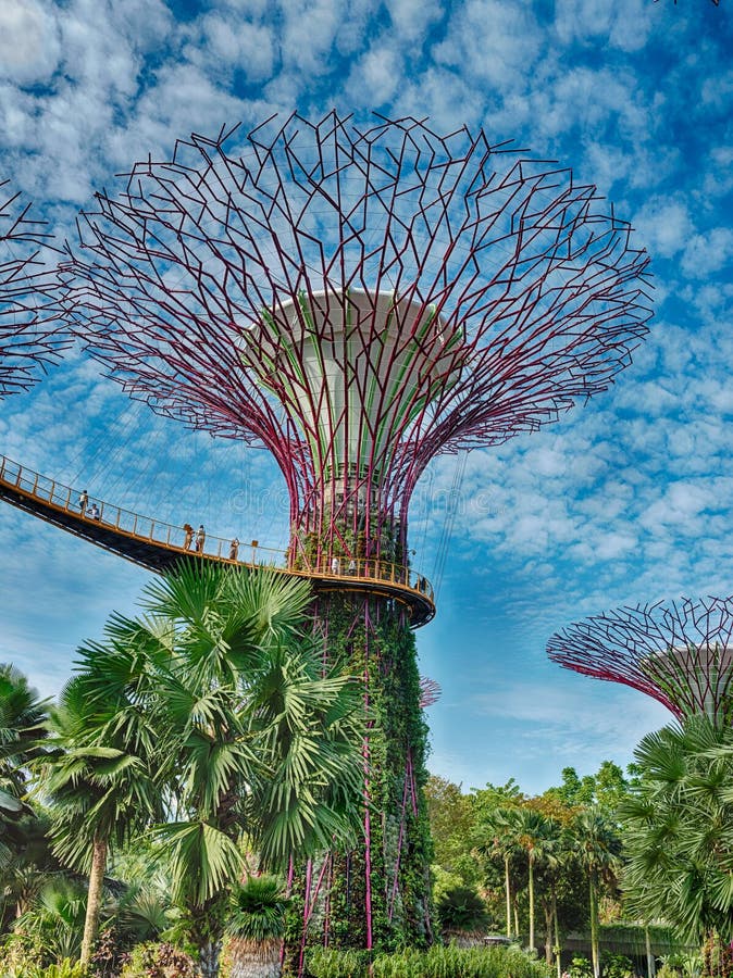 Supertree with Branches and Clouds Stock Photo - Image of landmark ...