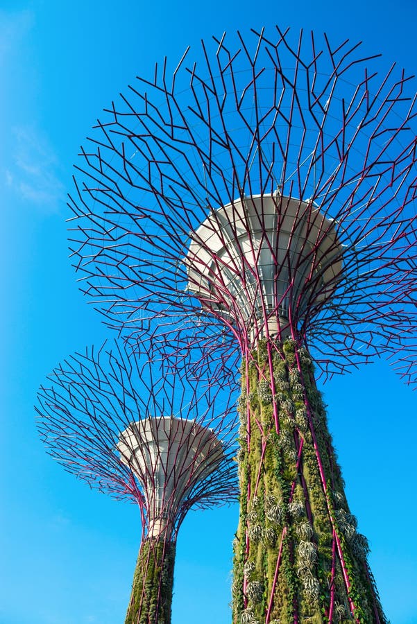 Supertrees at Gardens by the Bay, SIngapore Editorial Image - Image of ...