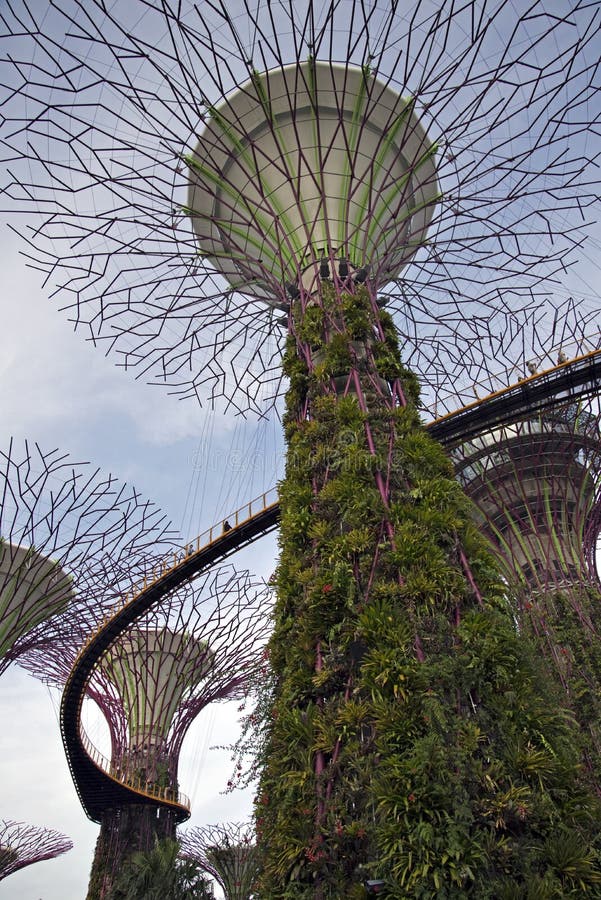 Supertrees, Singapore stock photo. Image of tropics, skywalk - 43058744
