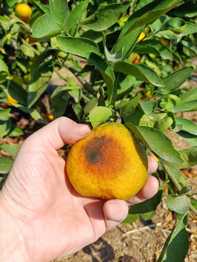 Pest control stock image. Image of butterfly, codling - 296902993