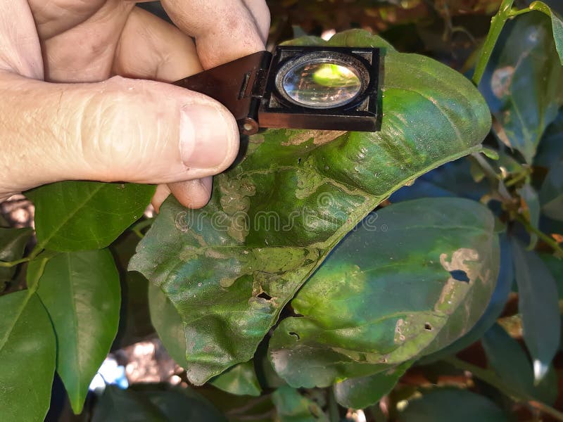 Supervisor Tests the Citrus Leaf Damaged by Moth Citrus Leafminer Stock ...