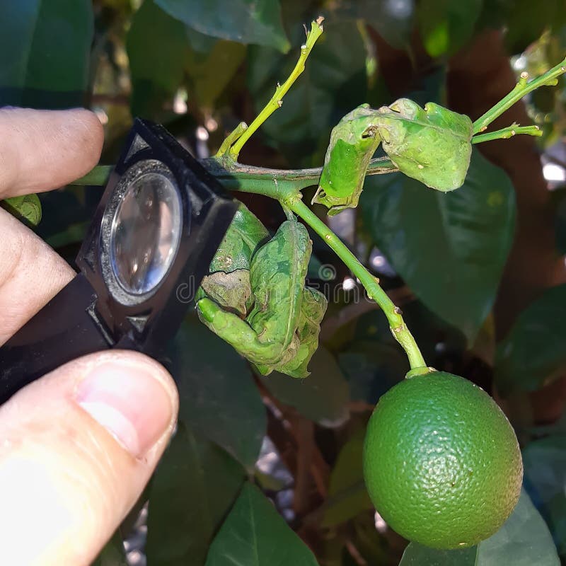 Citrus Leaf Damaged by Moth Citrus Leafminer Stock Image - Image of ...