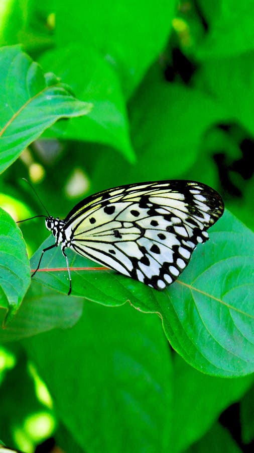 Superworm Crawling on a Corn Cob and Feeding on Corn Stock Photo ...
