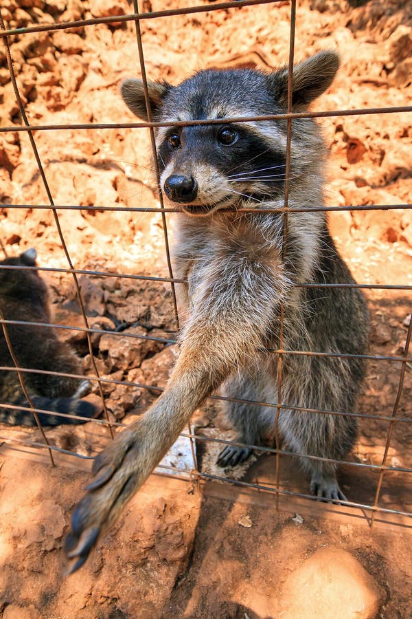 Supplica del procione immagine stock. Immagine di alimento - 36976451