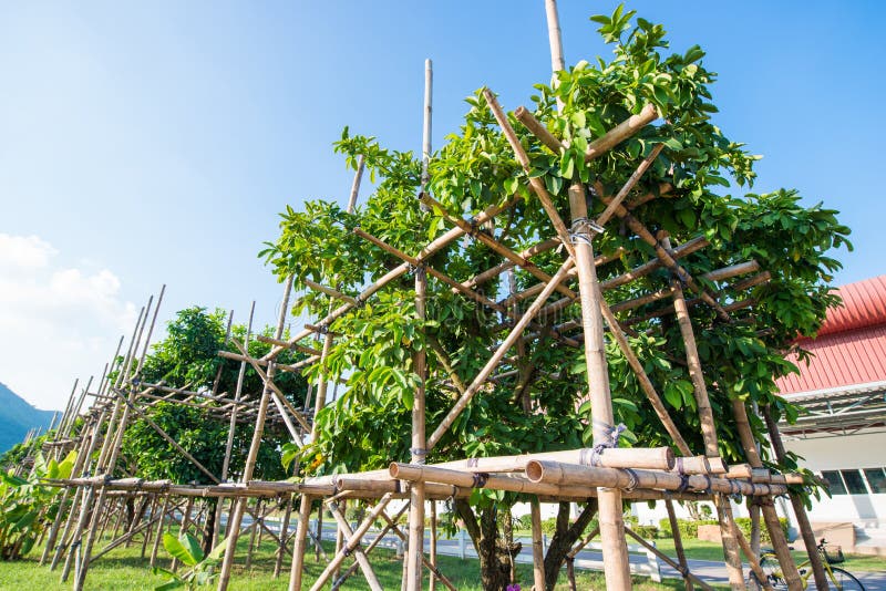 Support the Big Tree with Bamboo Stock Photo - Image of hand, care ...