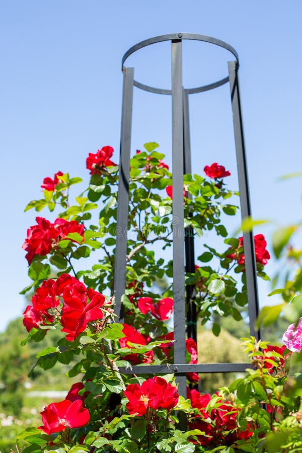 A Support with a Climbing Red Rose in the Summer Garden. Stock Image ...