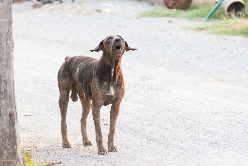 Support De Chien De Scabies Sur La Terre Photo stock - Image of support ...