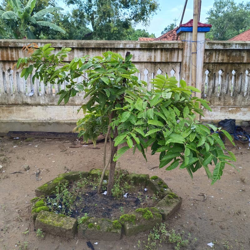 Support Instalation for Rambutan Tree& X27;s Weak Trunk Stock Photo ...