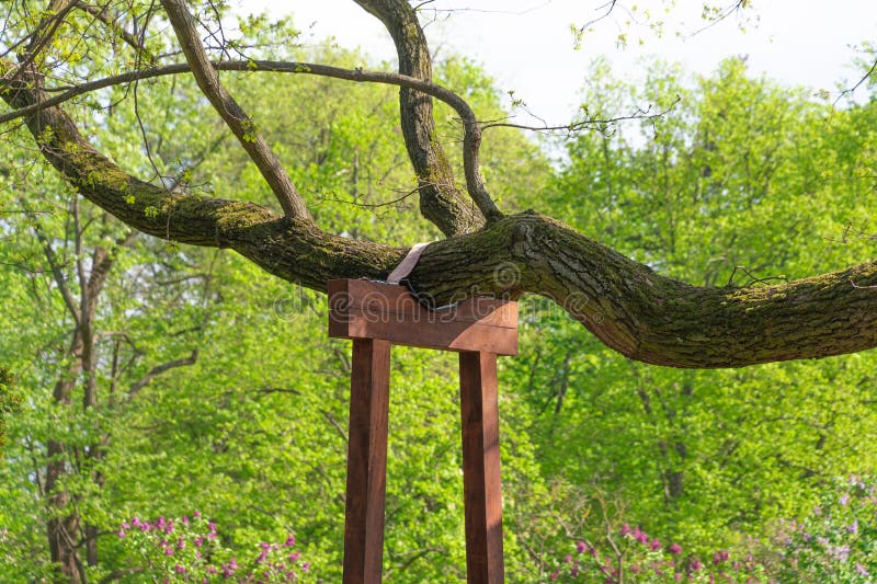 Support for a Large Tree Branch in a Park Stock Photo - Image of tree ...