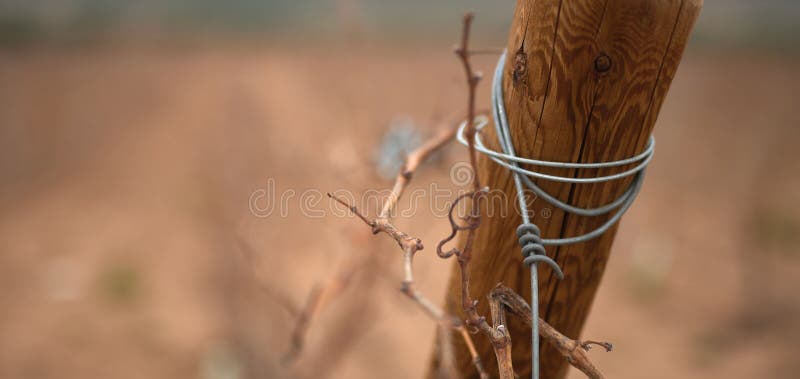 Support Post with Wires To Guide the Vineyard Stock Photo - Image of ...