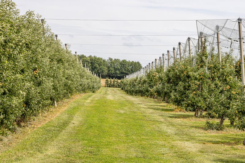 Support Posts between Trees with Cables Under Tension Holding Anti Nets ...