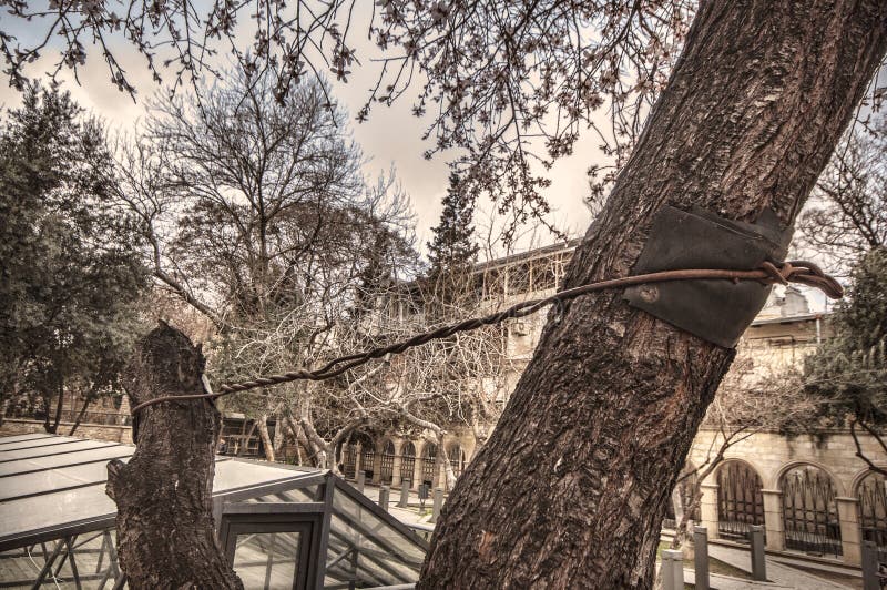 Support wire on a tree stock image. Image of blur, lumberjack - 89240255