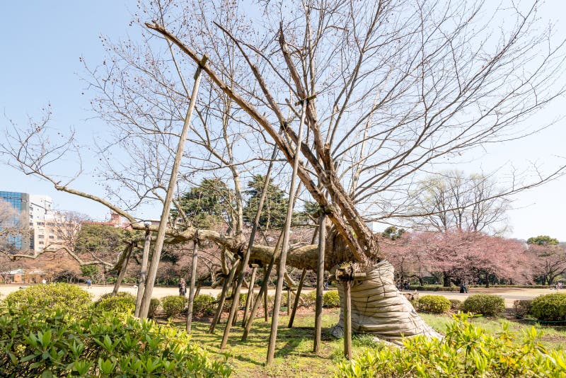 Tree Supported by Poles stock image. Image of support - 5576175