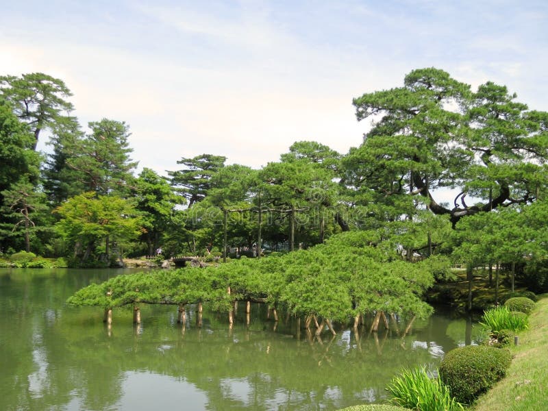 Supported Tree Branch in Kenrokuen Garden Pond Stock Photo - Image of ...