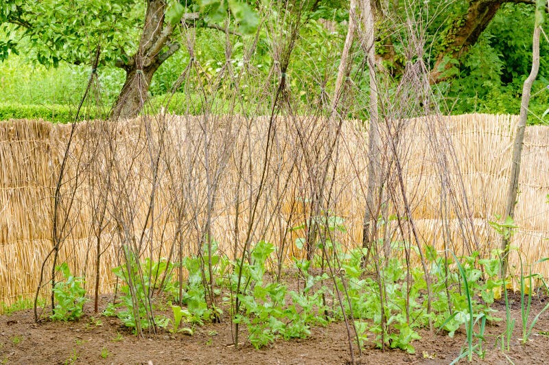 Supporting twigs stock image. Image of clean, back, outdoor - 57015139