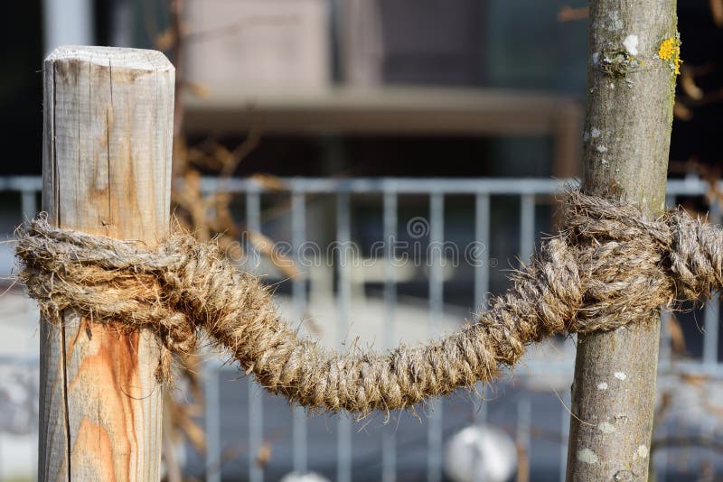 Supporting a Young Tree Trunk with the Help of a Wooden Pole and a ...