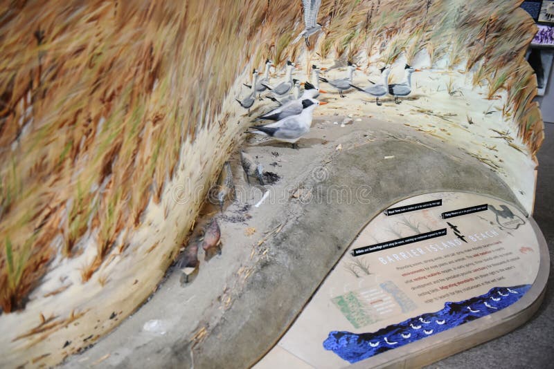 Supporto Orientale Di Informazioni Della Riserva Della Virginia Della ...