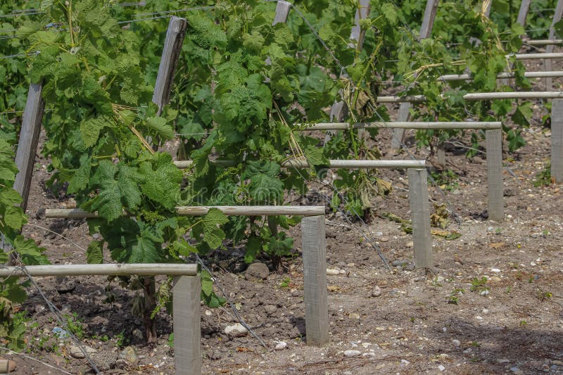 Supports Holding Up the Posts in Th Vineyard Stock Image - Image of ...