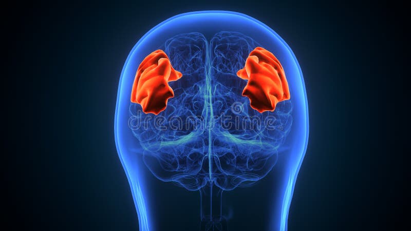 3d Illustration of Human Brain Supramarginal Gyrus Anatomy Stock ...