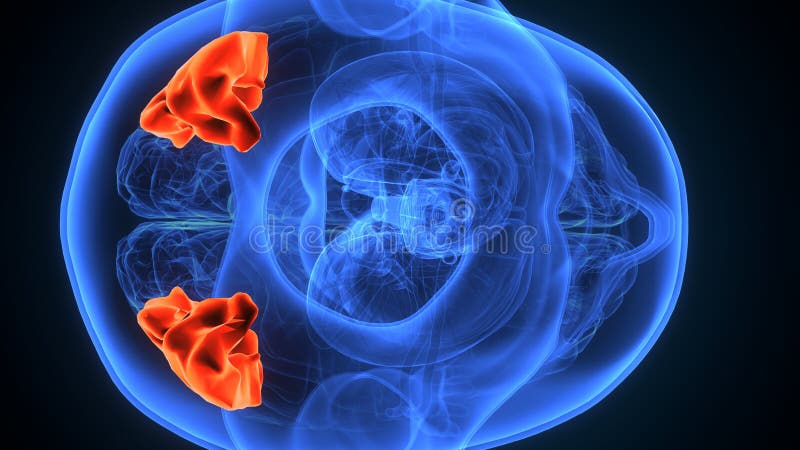 3d Illustration of Human Brain Supramarginal Gyrus Anatomy Stock ...