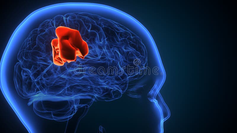 3d Illustration of Human Brain Supramarginal Gyrus Anatomy Stock ...