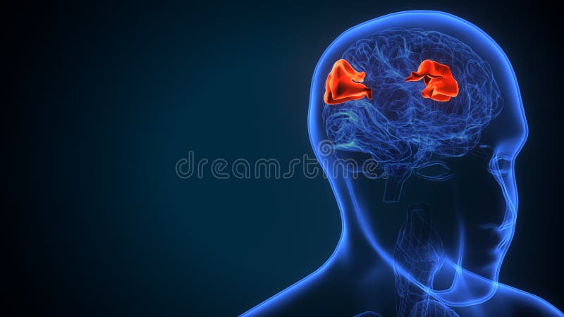 3d Illustration of Human Brain Supramarginal Gyrus Anatomy Stock ...