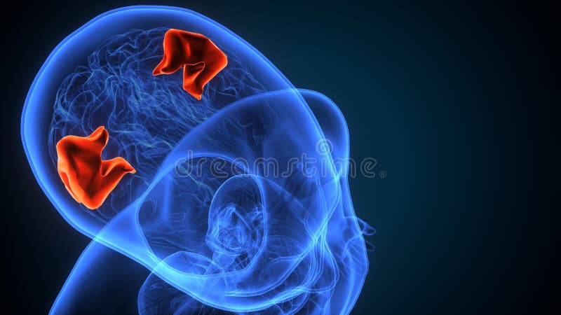 3d Illustration of Human Brain Supramarginal Gyrus Anatomy Stock ...