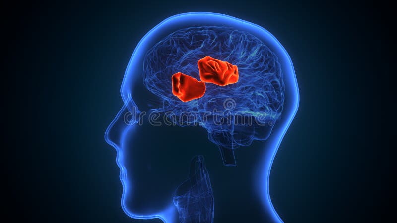 3d Illustration of Human Brain Supramarginal Gyrus Anatomy Stock ...