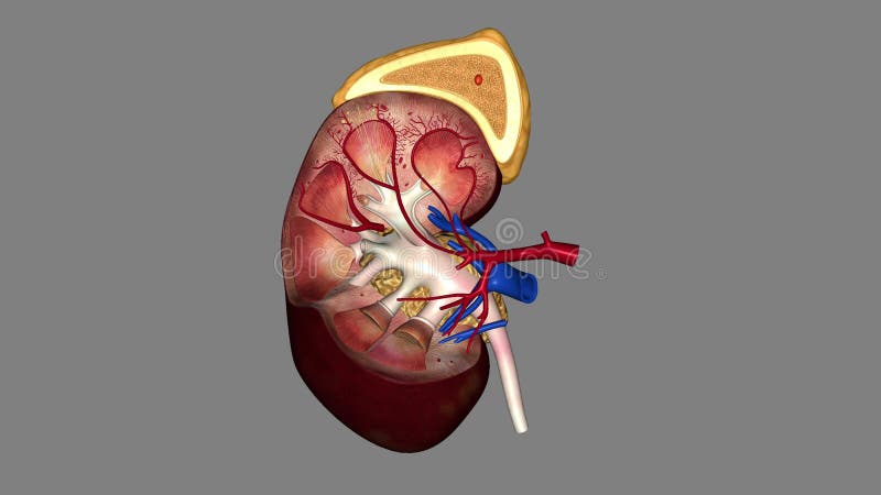 Suprarenal Gland, Adrenal Gland Stock Footage - Video of human, organ ...