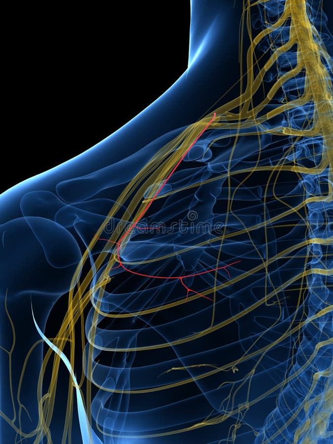 The Lateral Antebrachial Cutaneous Nerve Stock Illustration ...