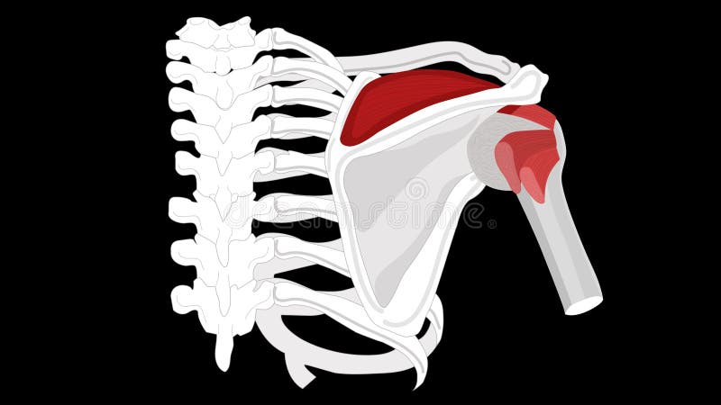 Human Supraspinatus Muscles on Skeleton Stock Illustration ...