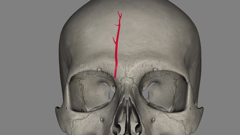 The Supratrochlear Artery (or Frontal Artery) is One of the Terminal ...