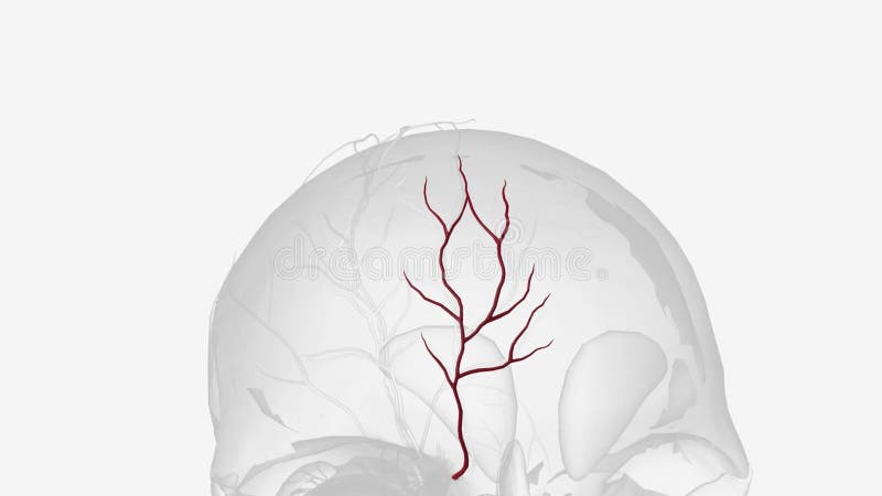 The Supratrochlear Artery (or Frontal Artery) is One of the Terminal ...