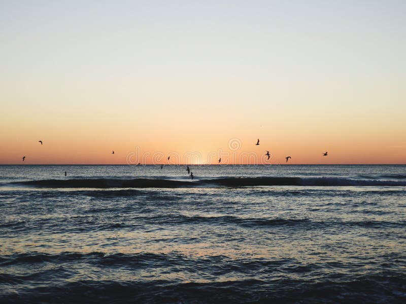 Supreme Sunset stock image. Image of flock, birds, nature - 88306311