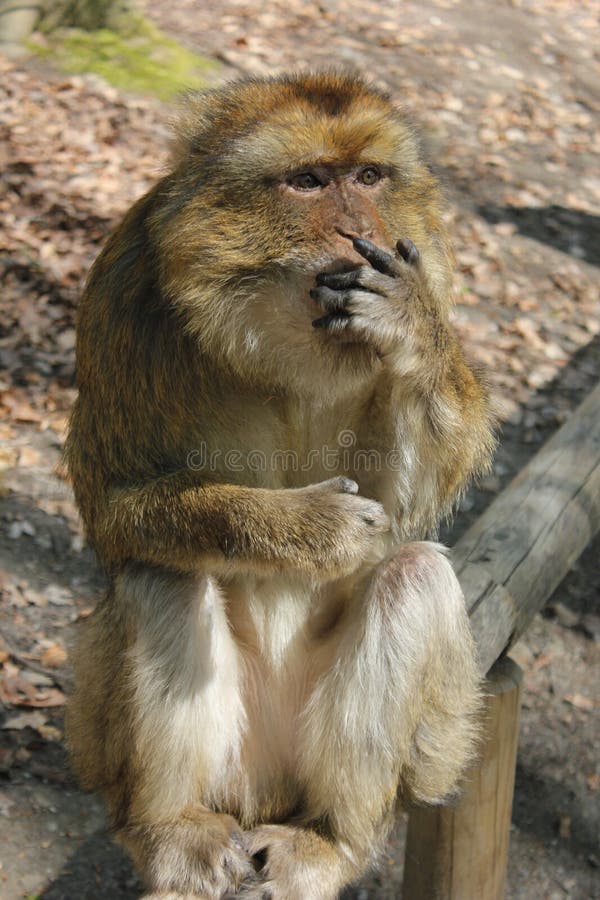 Shocked monkey stock photo. Image of wildlife, eyes, scared - 1411520