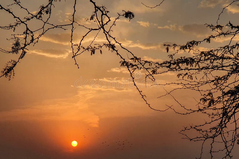 Sur rise with tree stock image. Image of flying, rise - 173973699