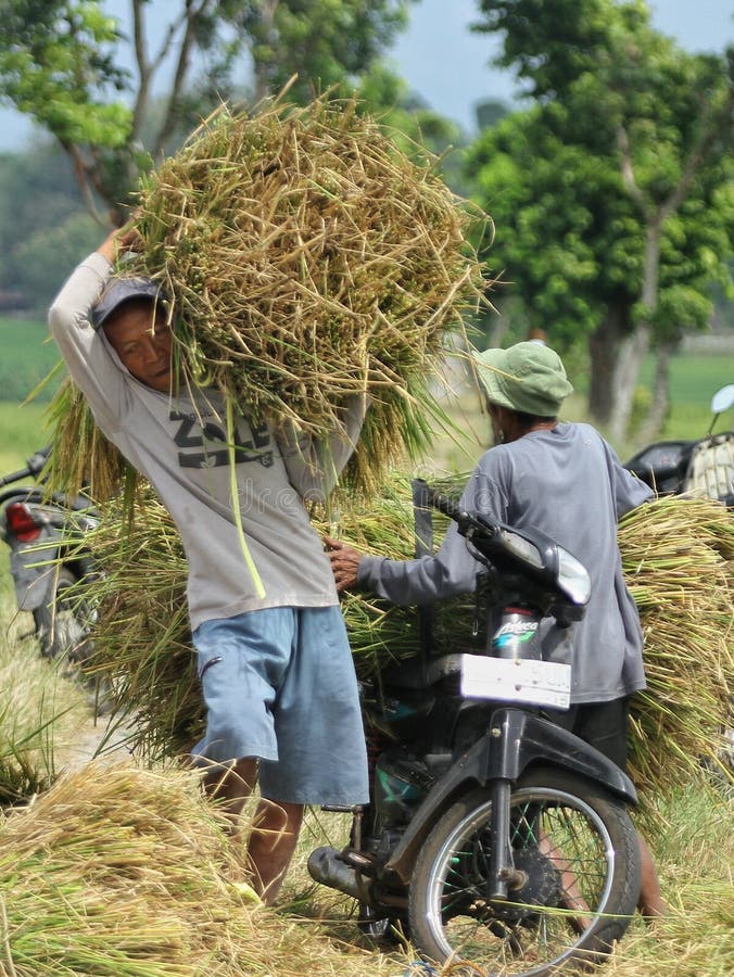Surakarta, Indonesia 10 September 2022 - Farmers Lifting Hay in the ...