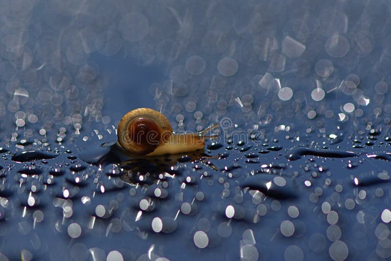 Surang Stock Photos - Free & Royalty-Free Stock Photos from Dreamstime