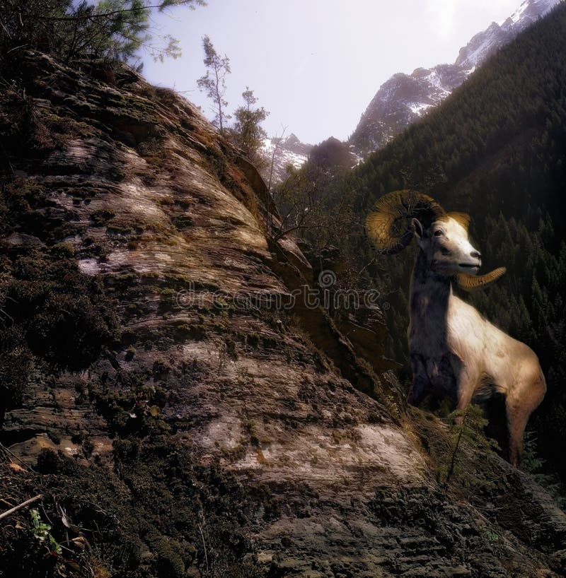 Sure-footed stock image. Image of mountains, rocky, nature - 1142655