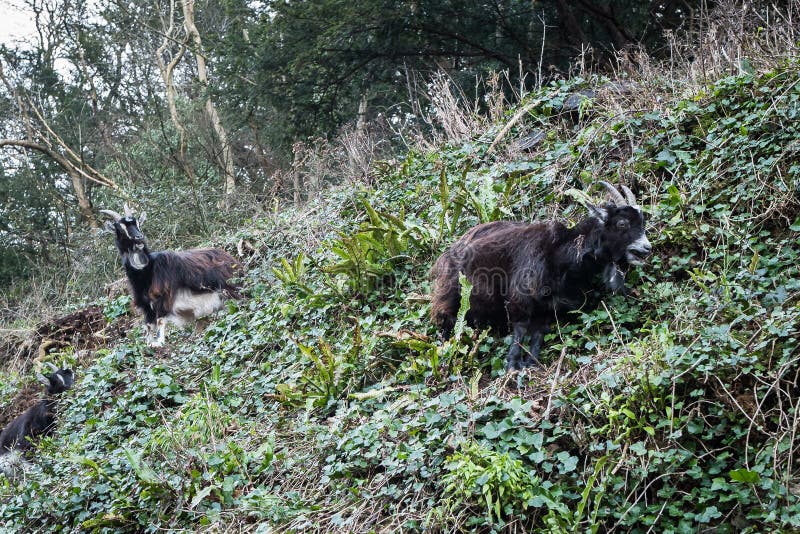 Sure Footed stock photo. Image of cheddar, footed, climb - 66959380