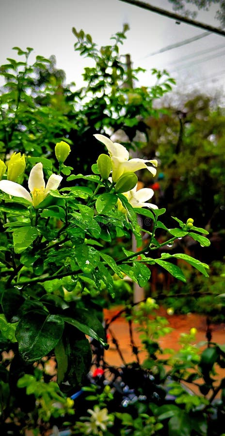 Orange Jessamine Drenched in Raindrops and Beauty& X22; Stock Image ...