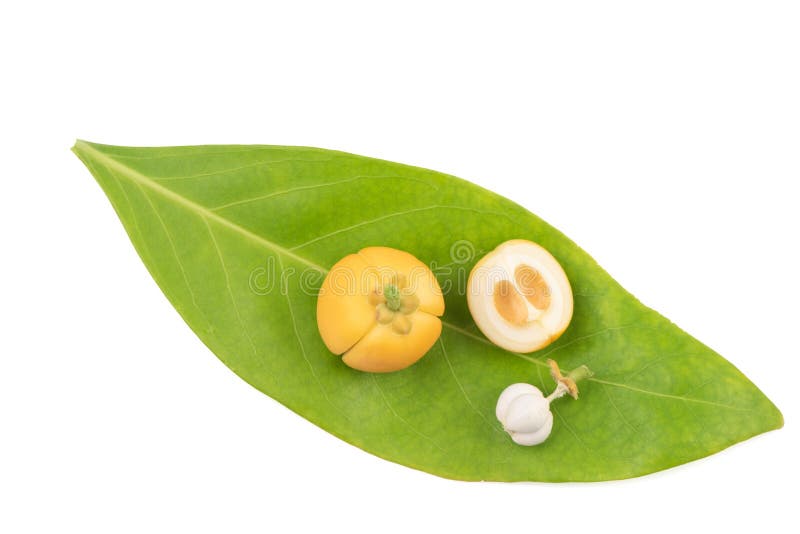 Suregada Multiflora Fruits and Green Leaves Isolated on White ...