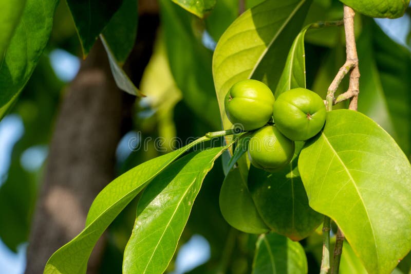 Suregada Multiflora Fruits and Green Leaves Isolated on White ...