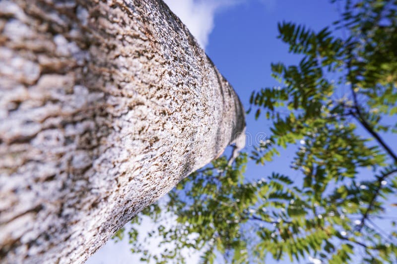 Suren tree close up stock photo. Image of details, suren - 284366066