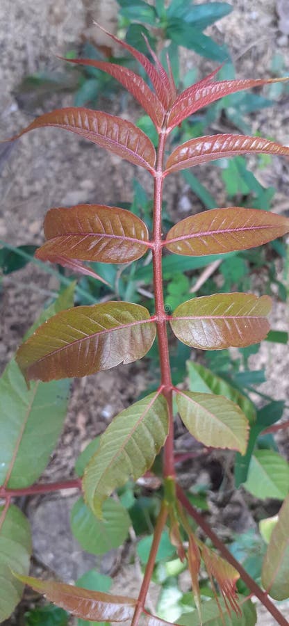 Suren Tree Leaves are Oval in Shape with a Length of 10-15 Cm. Stock ...