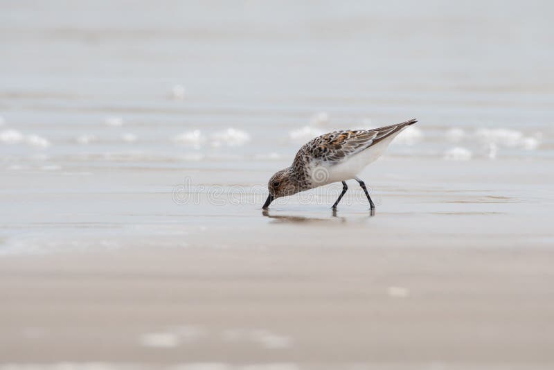 Sanderling Scurries Stock Photos - Free & Royalty-Free Stock Photos ...