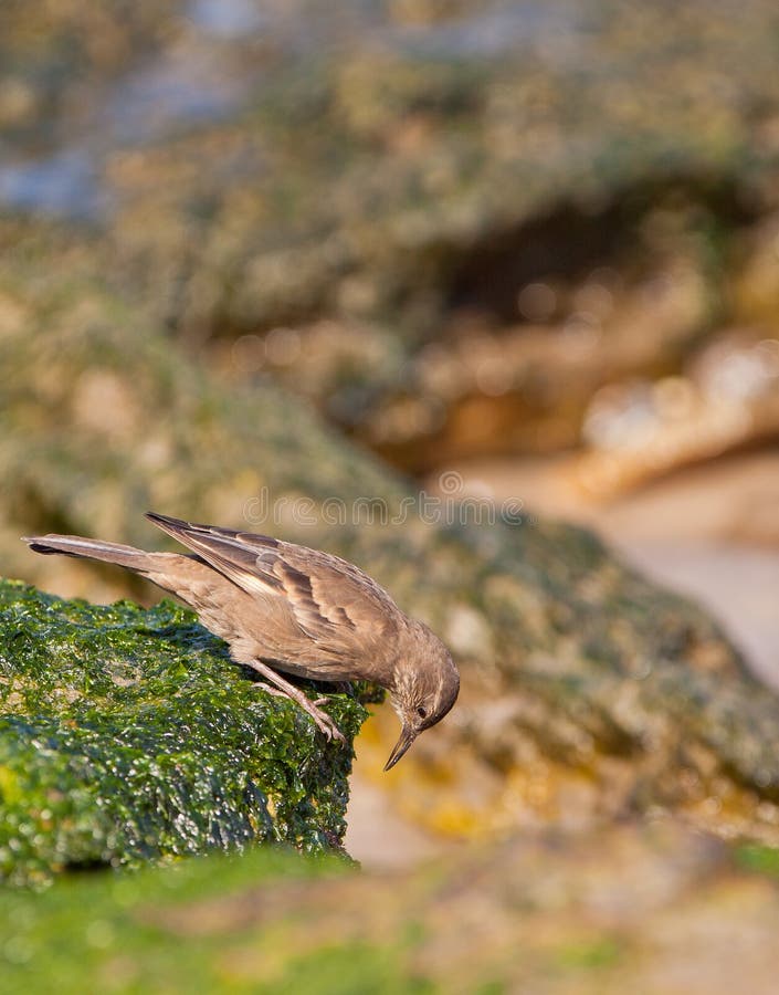 Surf Cinclodes Bird stock photo. Image of seaweed, detail - 25145914