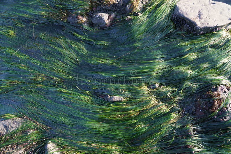 Surf grass at low tide stock photo. Image of ocean, seascape - 260122432