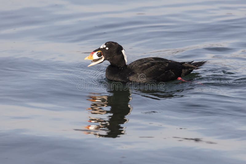Surf Scoter bird stock photo. Image of surf, coast, eating - 163591184