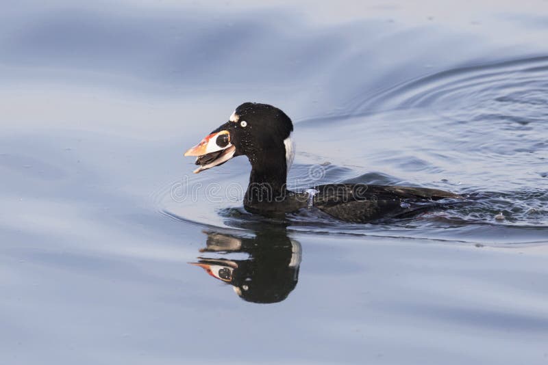 Surf Scoter bird stock photo. Image of water, birds - 163591190